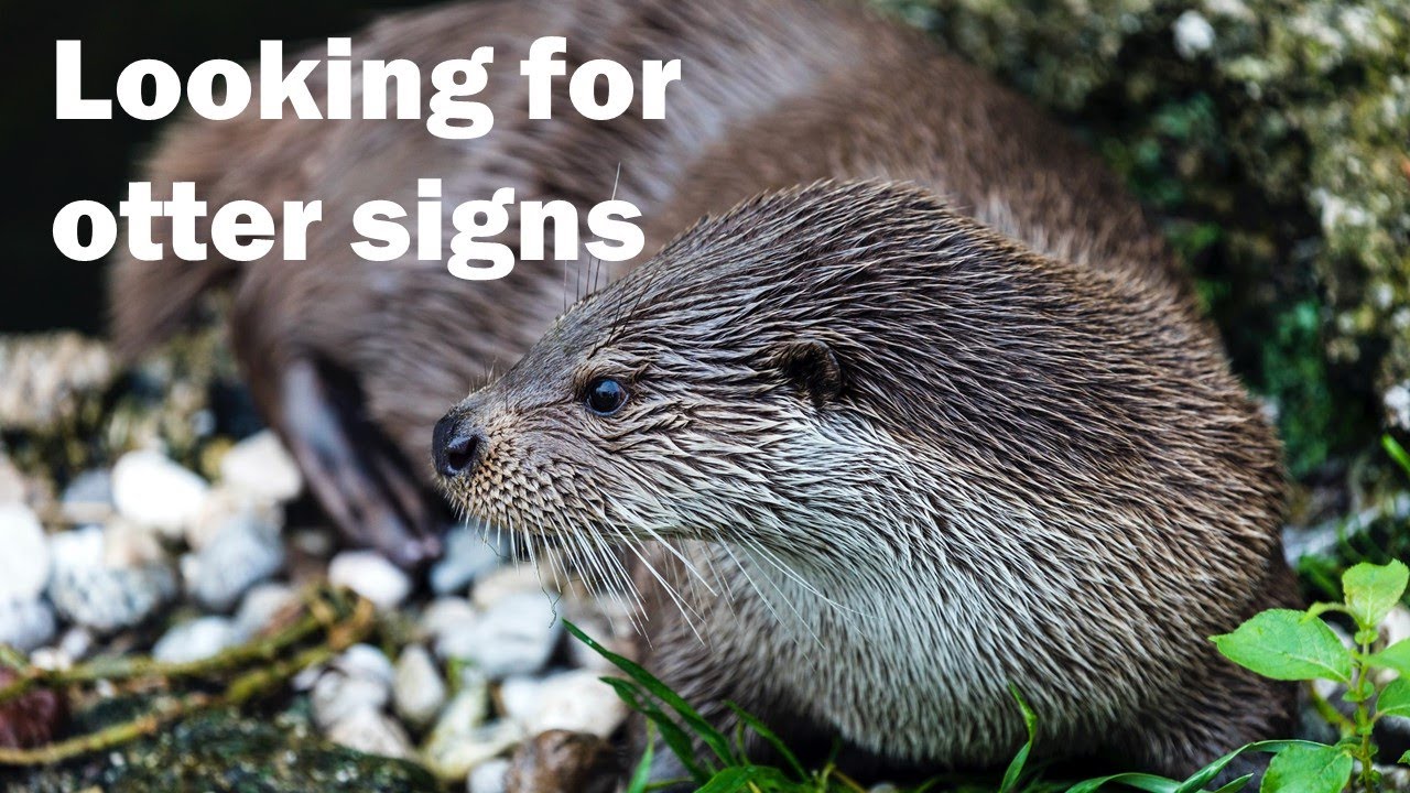Looking for otter signs - YouTube