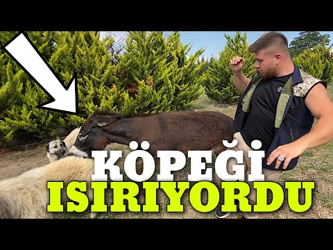 EŞEK BU SEFER BENİ ÇOK SİNİRLENDİRDİ!!