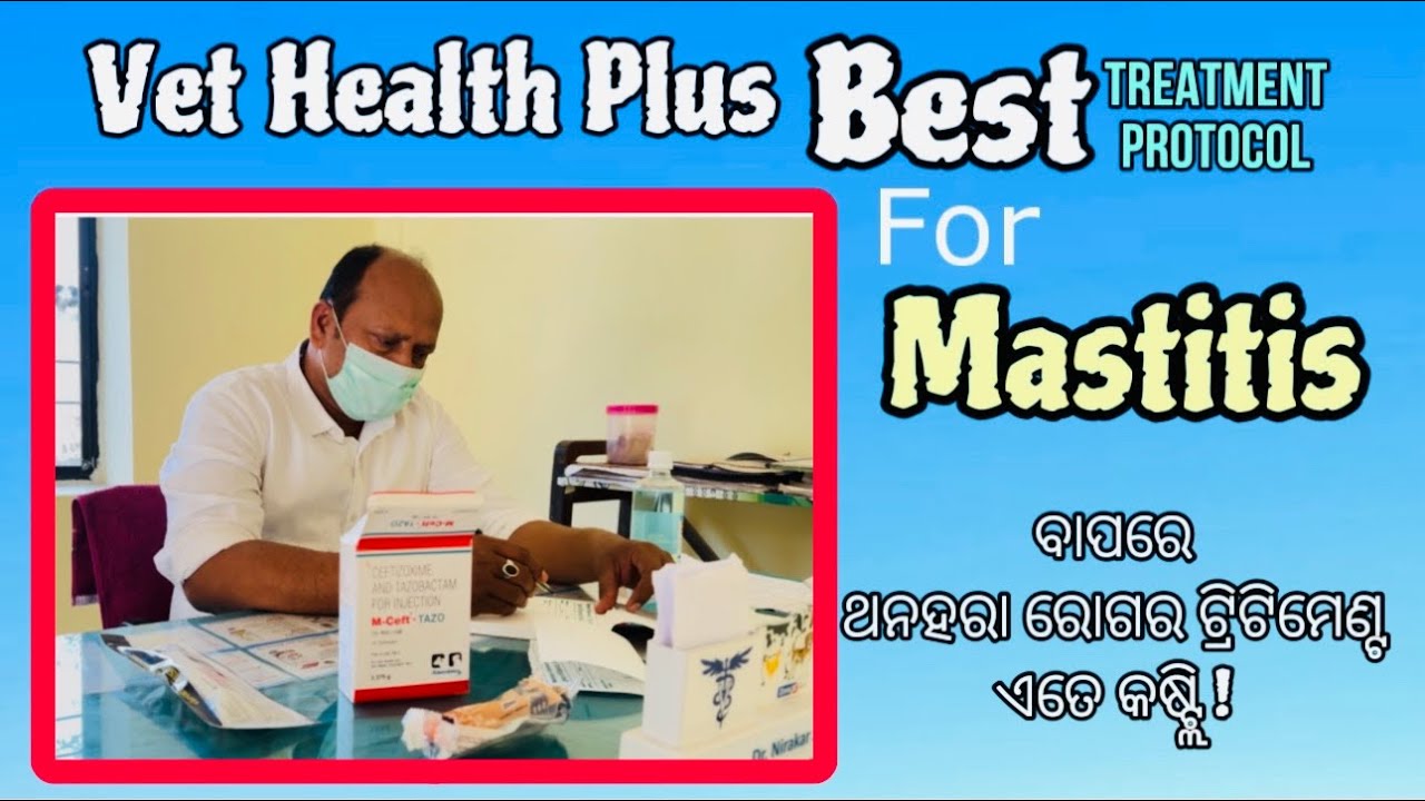 Best treatment protocol for Mastitis ॥ ଥନହରା ରୋଗର best treatment ॥Dr ...