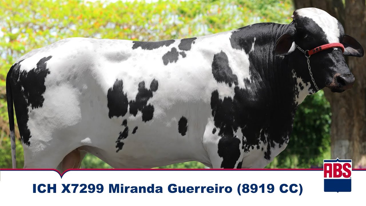 ICH "CURRY" X7299 MIRANDA GUERREIRO (8919 CC) - Touro Girolando 5/8 ABS ...