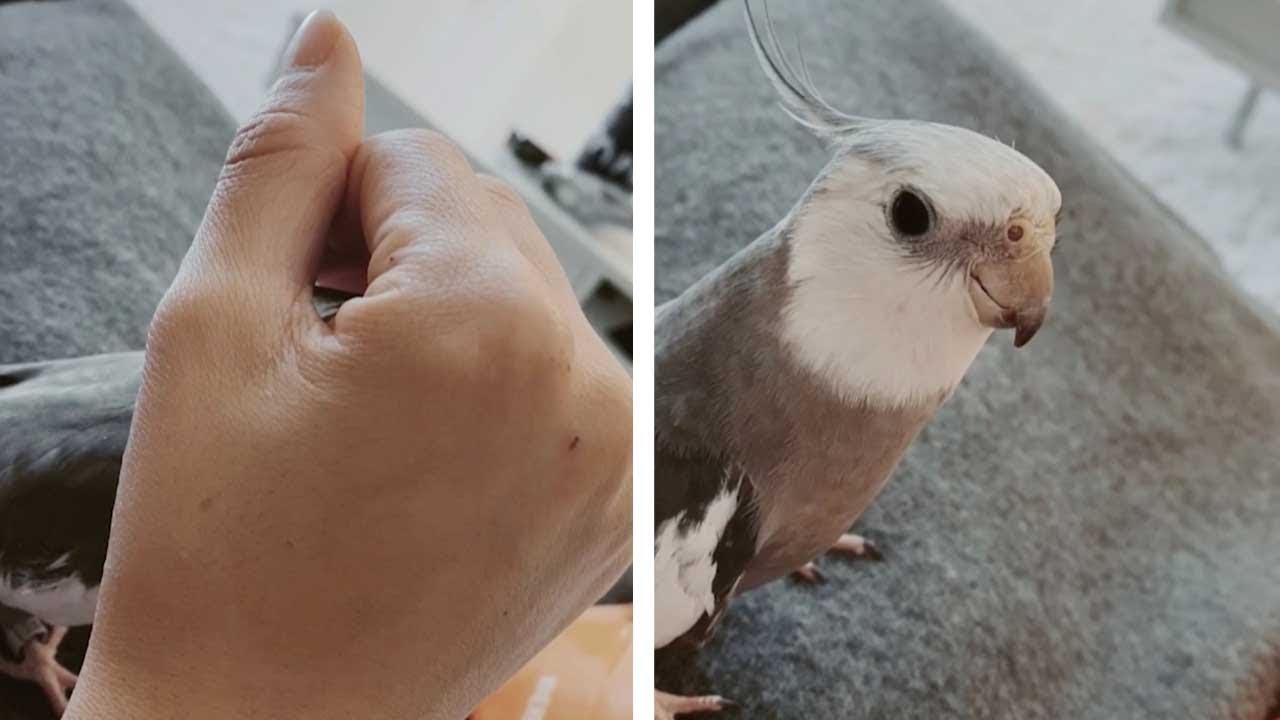 Parrot Plays Peek-A-Boo With Owner - YouTube