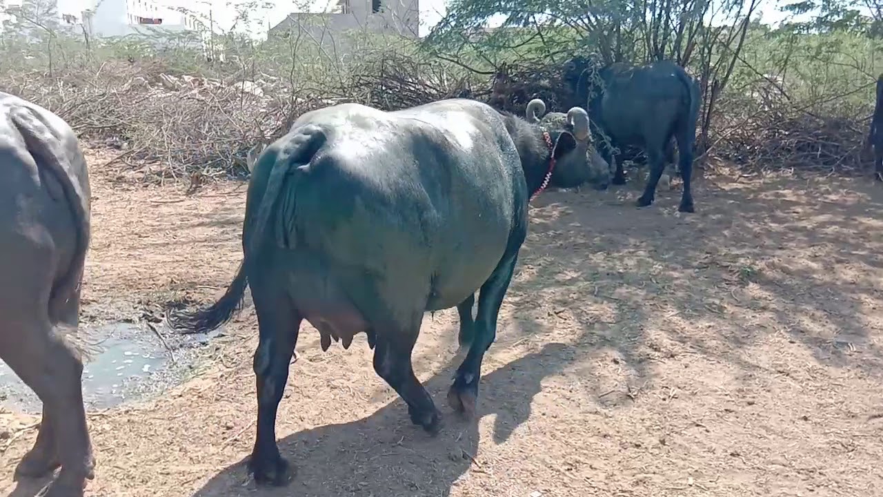 banni buffalo for sale naliya (kutch) mo..9638492592 - YouTube