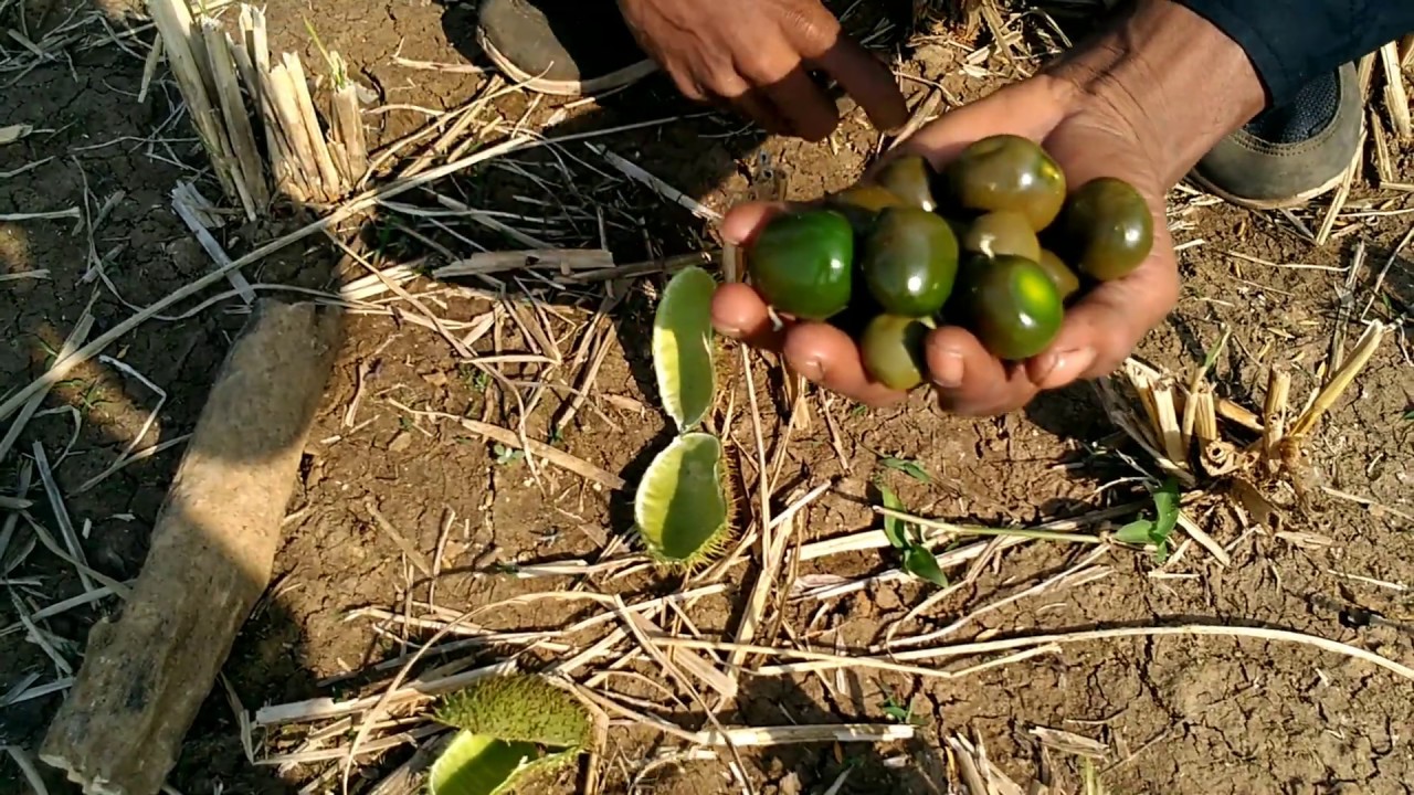 Nata fruit collection from plant - YouTube