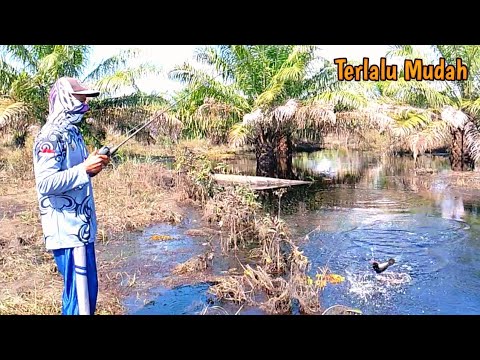 Mancing di spot banjiran udah kayak mancing di kolam // cating toman ...