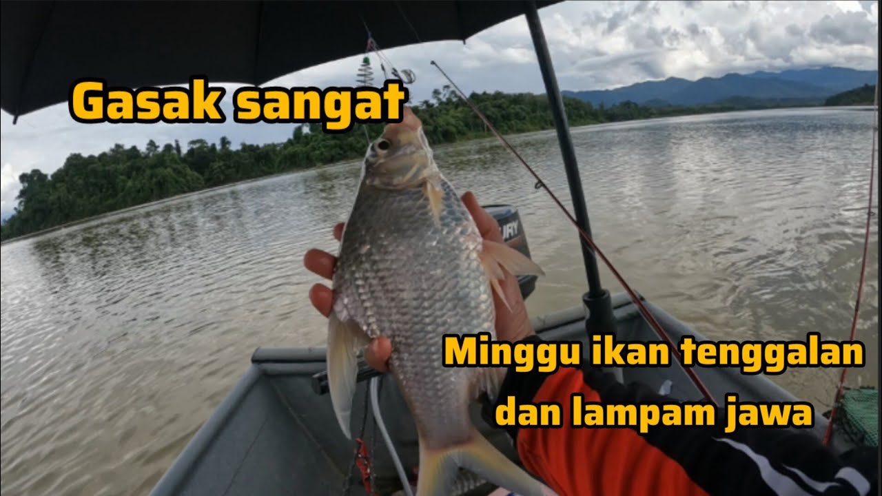 ikan tenggalan dah mula makan #1k #subscribe #fish #fishing - YouTube