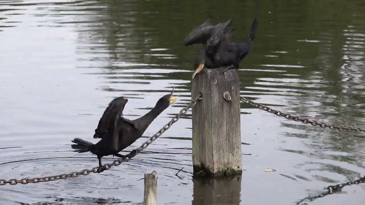Cormorant display - YouTube