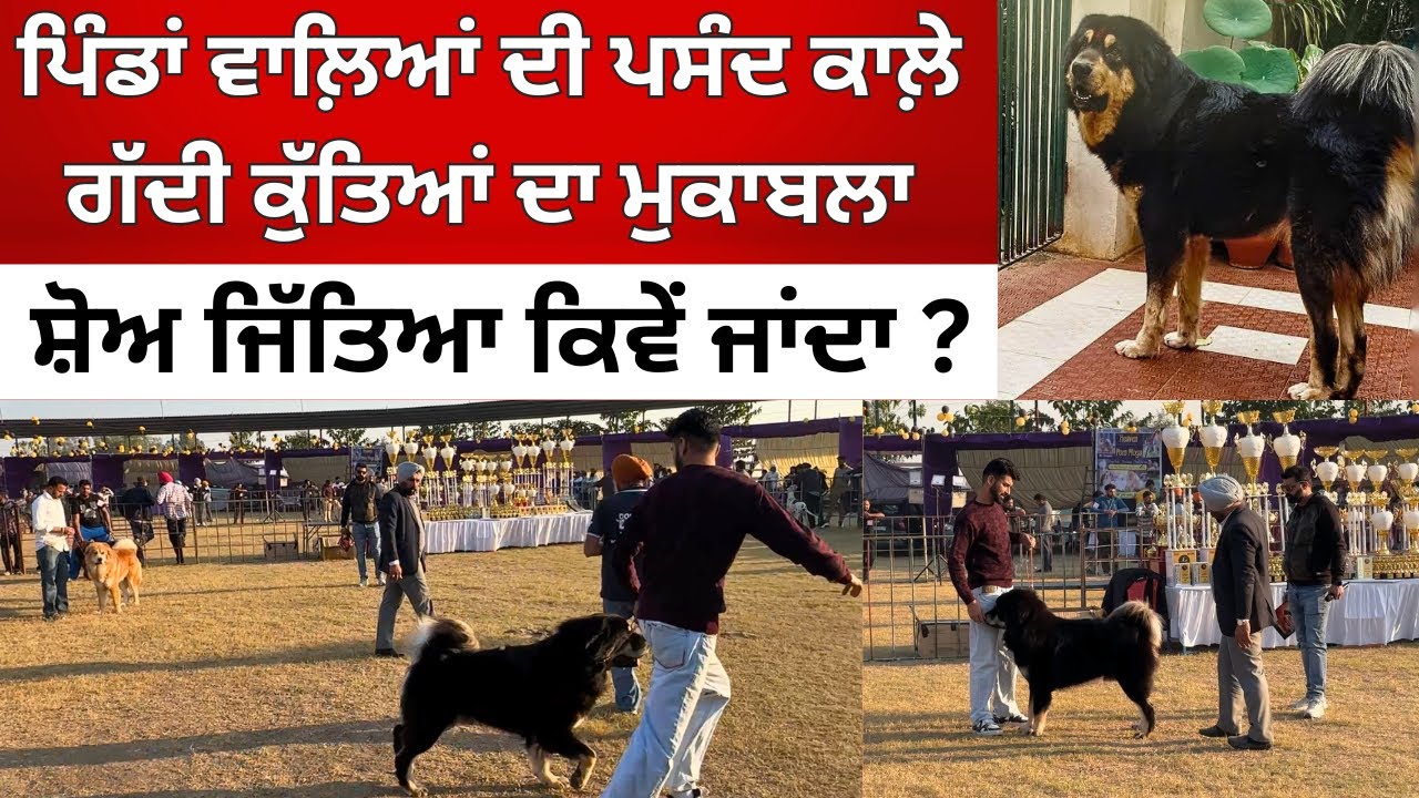 ਪਿੰਡਾਂ ਵਾਲ਼ਿਆਂ ਦੀ ਪਸੰਦ ਕਾਲ਼ੇ ਗੱਦੀ ਕੁੱਤਿਆਂ ਦਾ ਮੁਕਾਬਲਾ | Tibetan Dog ...