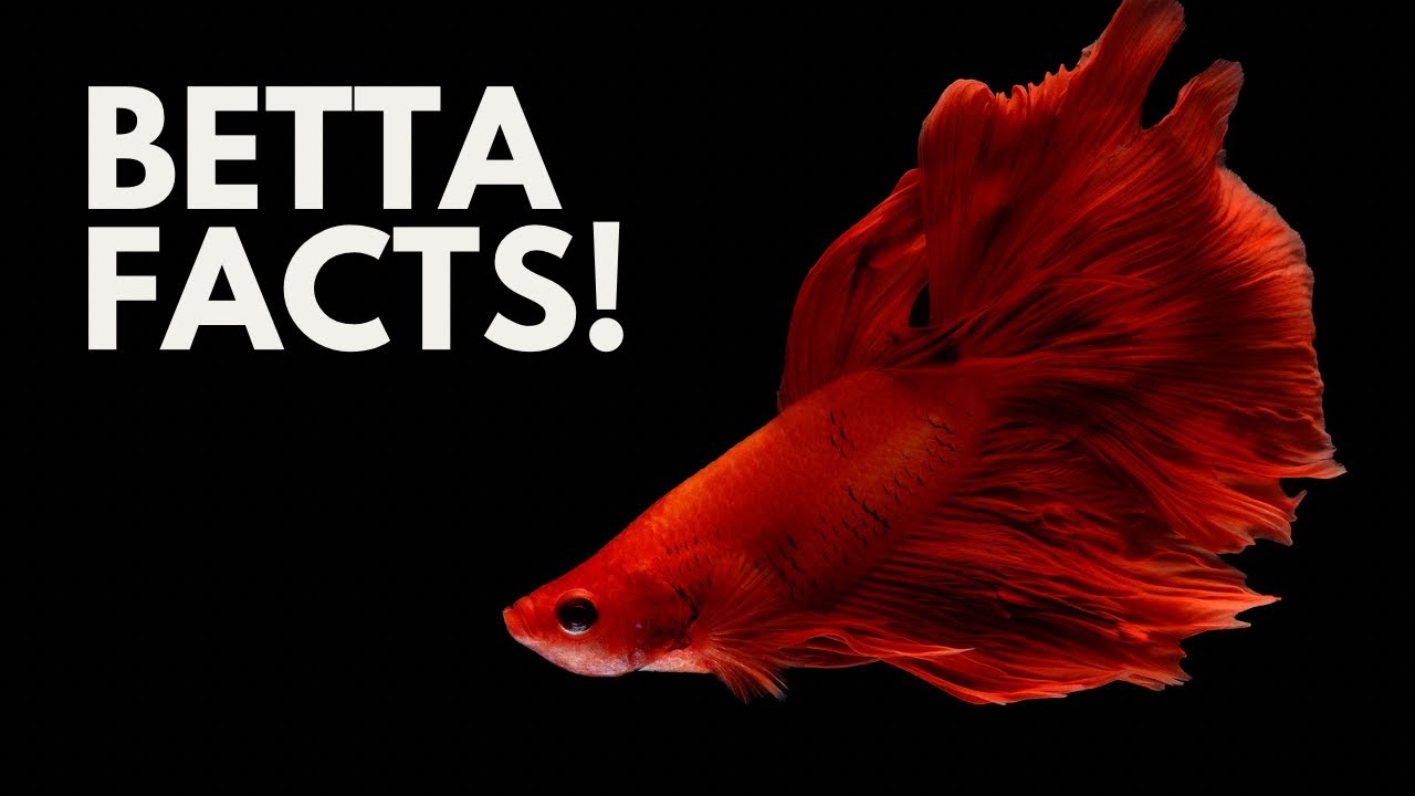MIND-BLOWNG!, these are some AMAZING BETA FISH FACTS that you DIDN’T ...