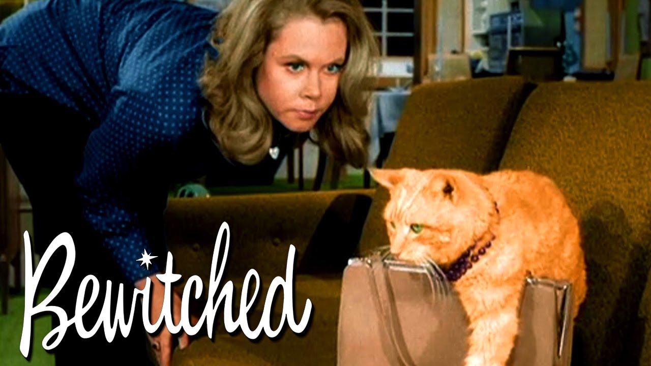 Endora Turns One Of Darrin's Clients Into A Cat! | Bewitched - YouTube