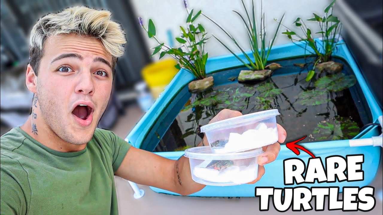 BUYING TINY TURTLES for My mini POOL POND!! - YouTube