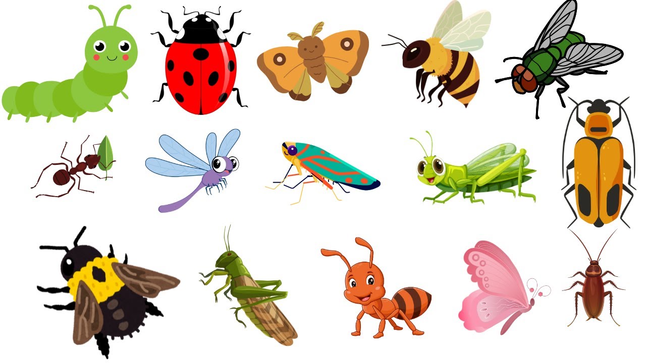 Insects for kids | Exploring different types of insects | Insects and ...