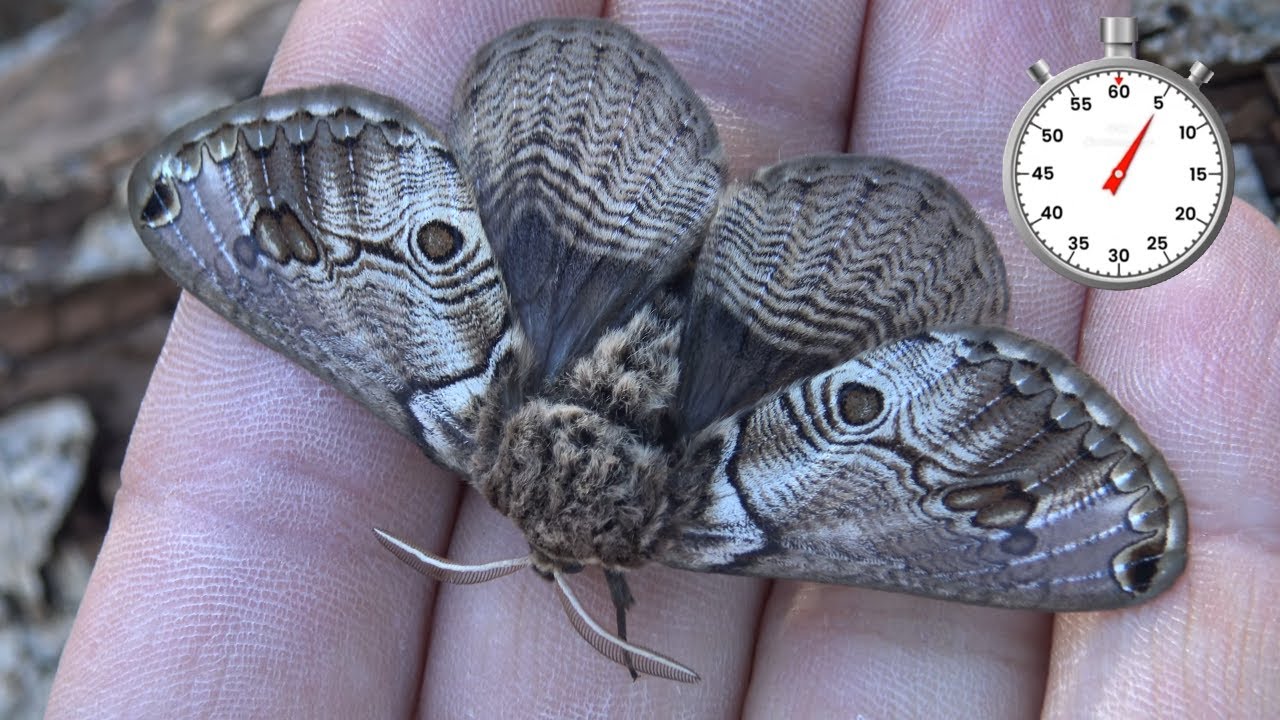 Moth life cycle: Italian Owlet Moth (Acanthobrahmaea europaea) one ...