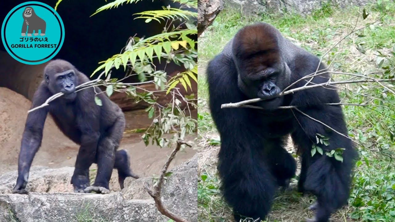 木の枝をくわえて運ぶゴリラ ハオコとリキ Silverback Gorilla Haoko and Riki carry tree ...