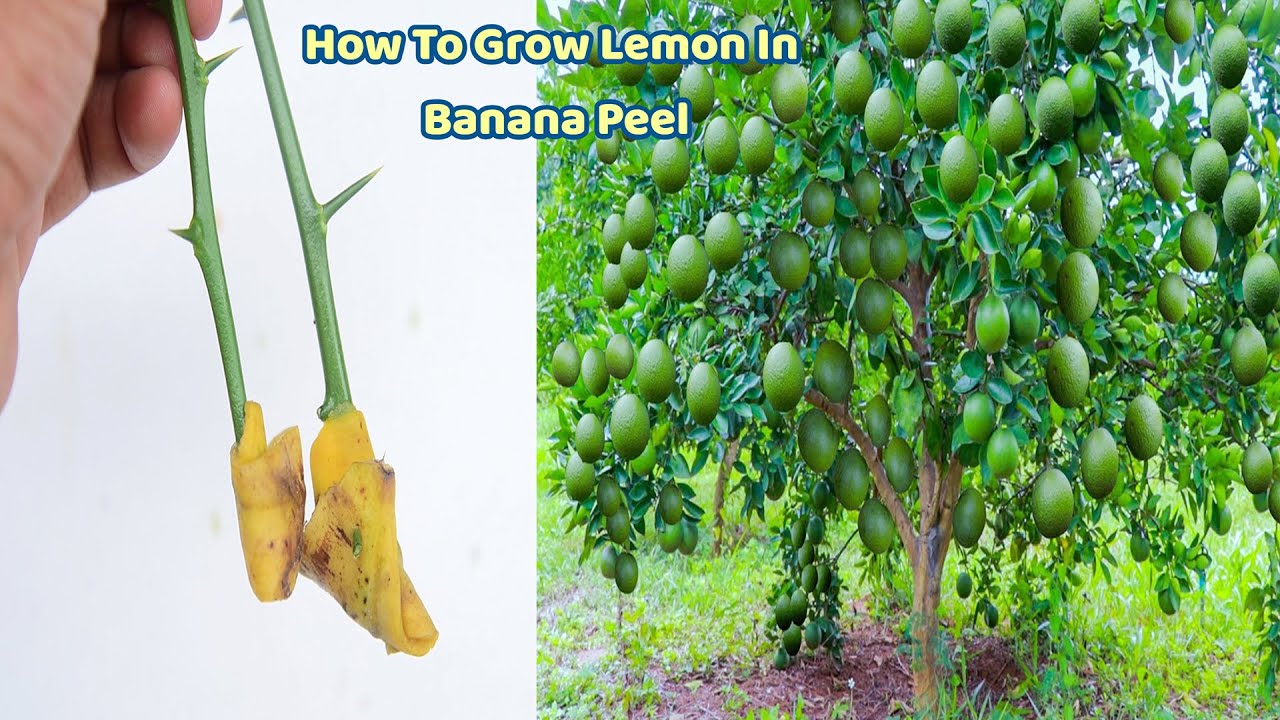 Amazing Rooting Lemon Tree Cutting In Banana Peel {New Techniques ...