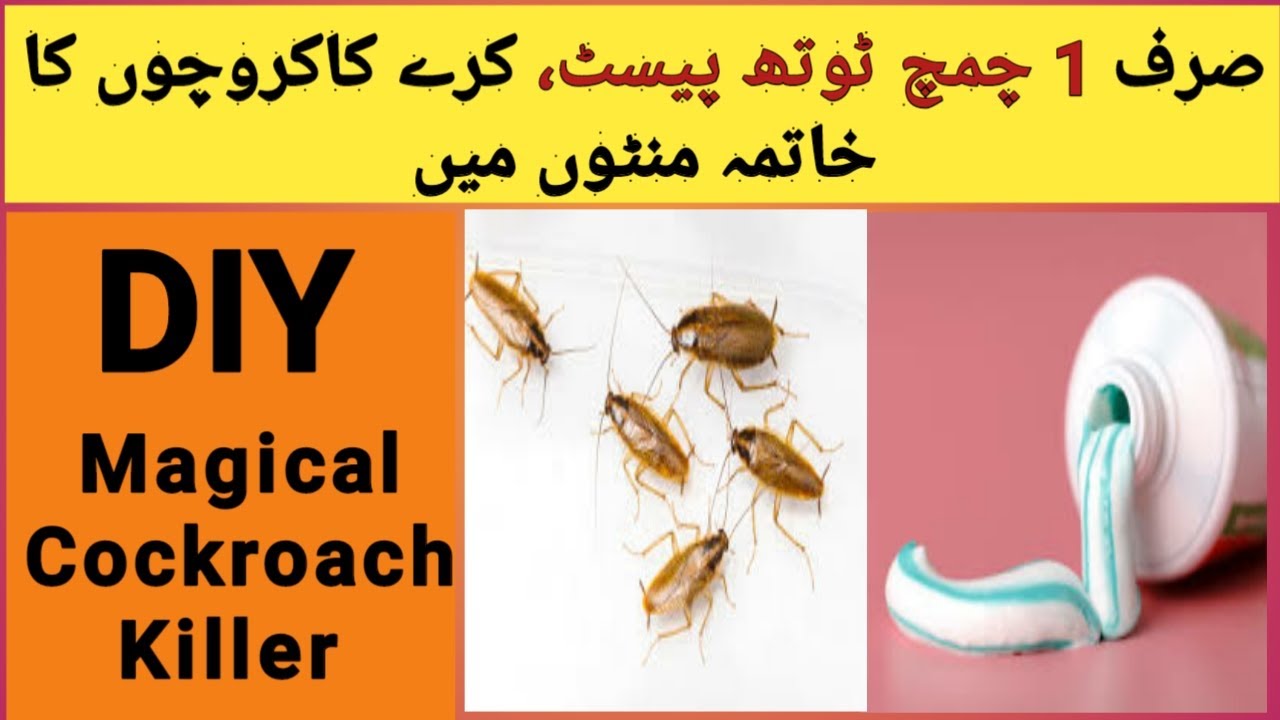 How To Make Cockroach Killer Spray At Home By Lumish Kitchen|Cockroach ...