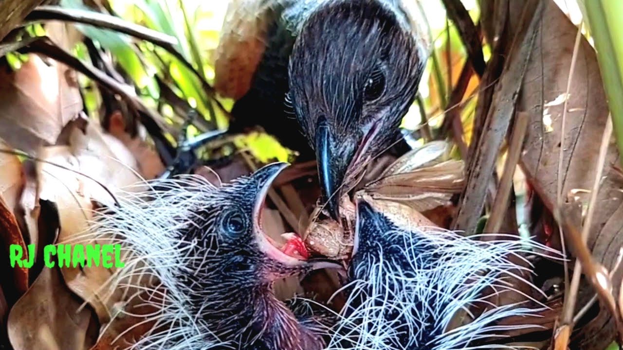 Belalang besar jadi rebutan anak bubut alang alang di sarang - YouTube