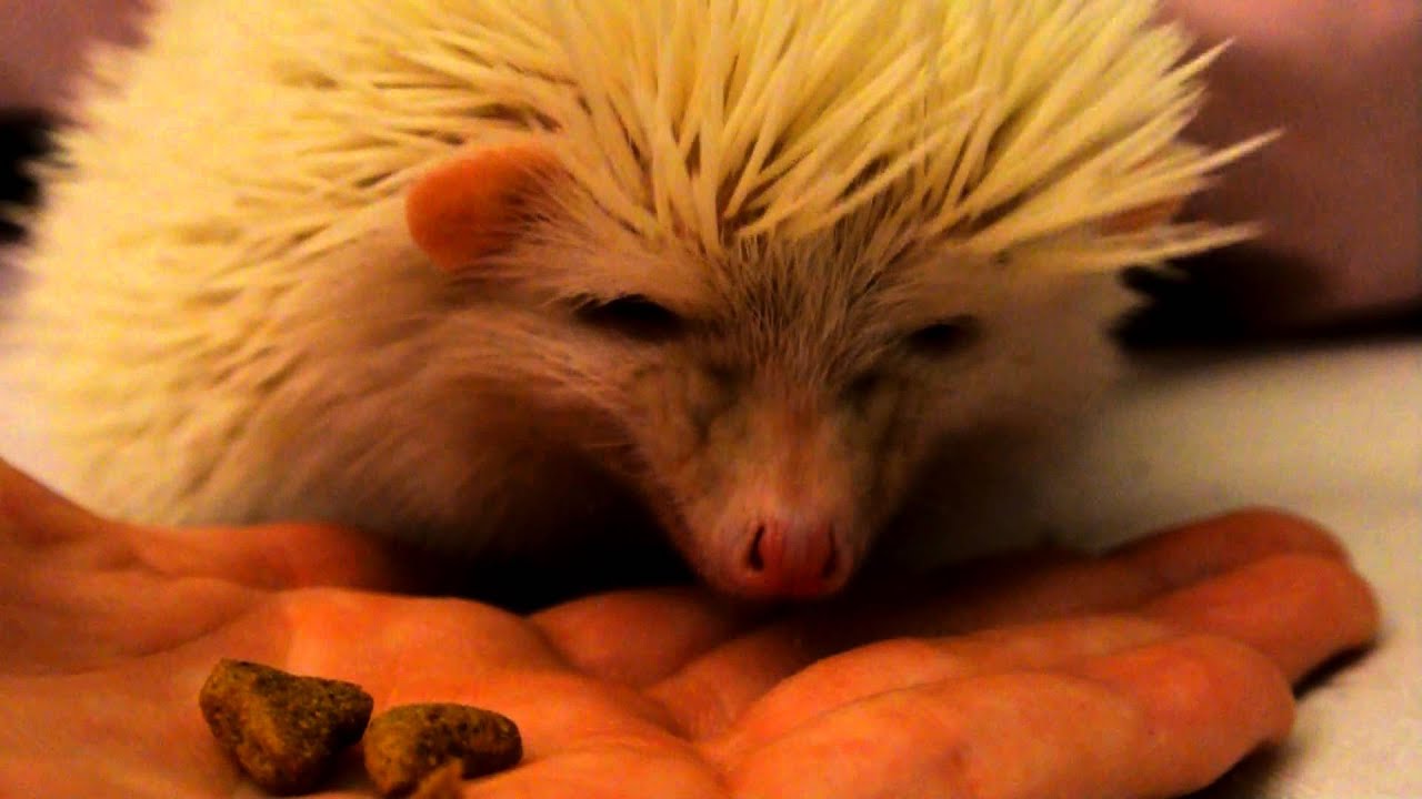 cute hedgehog eating - YouTube