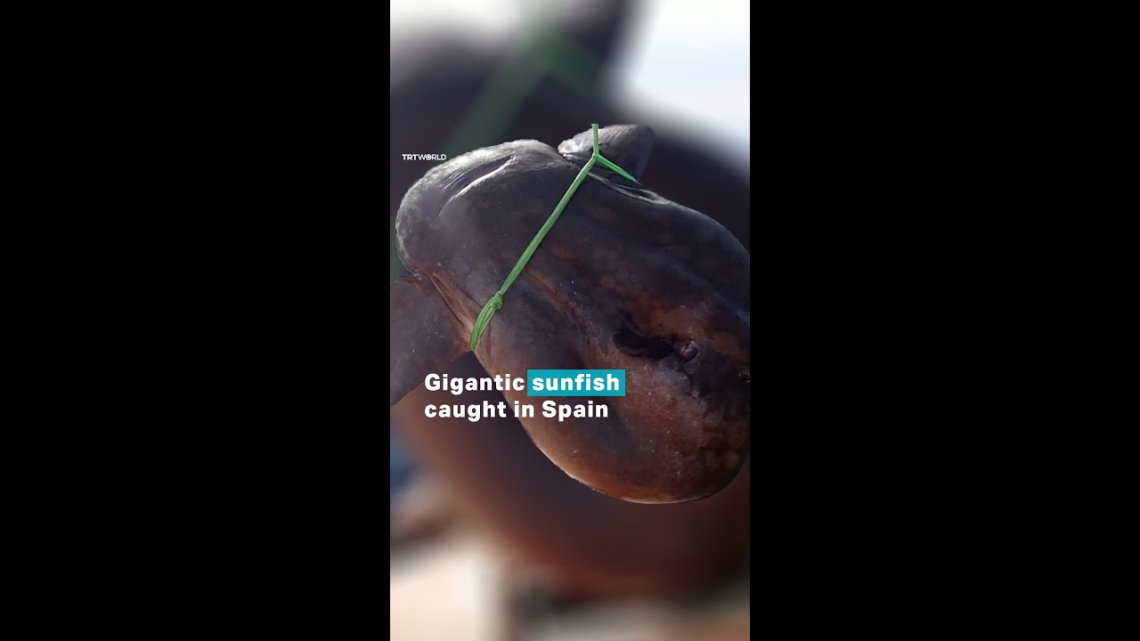 Giant mammoth sunfish caught in Spain - YouTube
