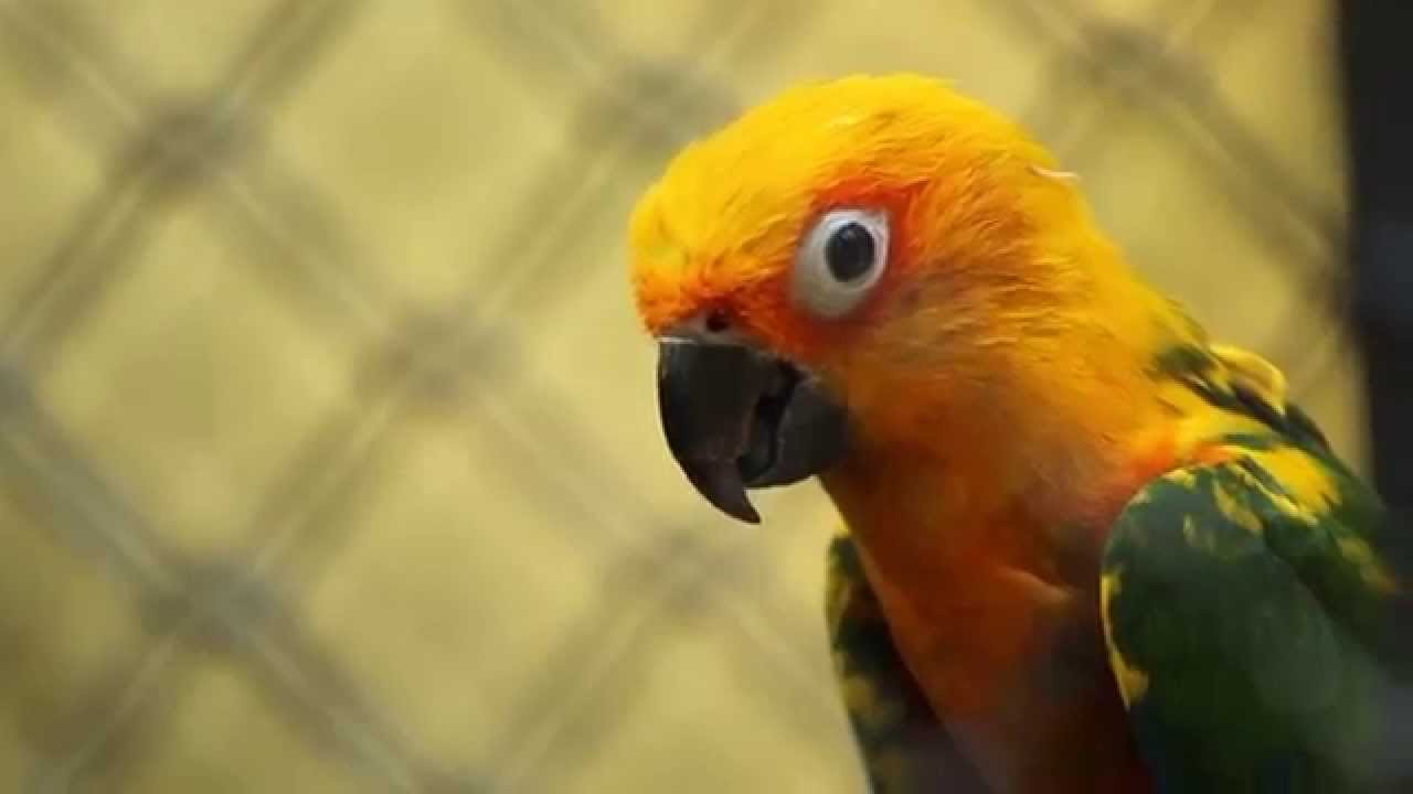 Jandai Parrot - YouTube