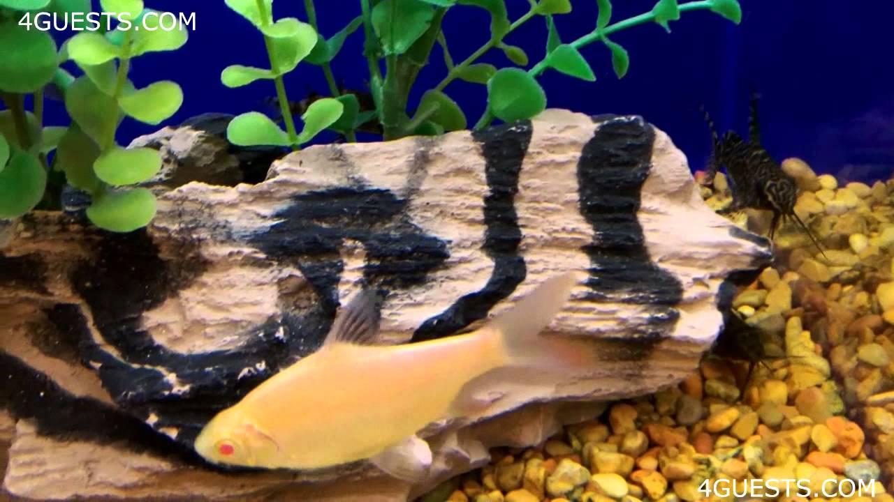 GOLDEN REDTAIL TINFOIL BARB FISH in TANK - YouTube