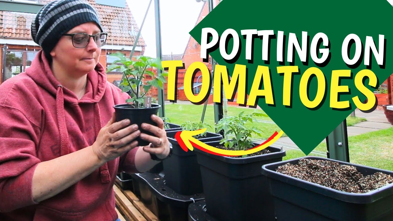 Potting up tomato plants into the new quadgrow self-watering planter ...