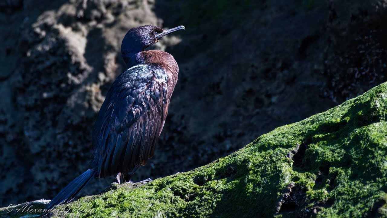 Cormorants | Bird Identification Guide - YouTube