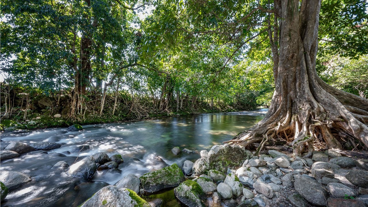 35 Munro Road Bellenden Ker - YouTube