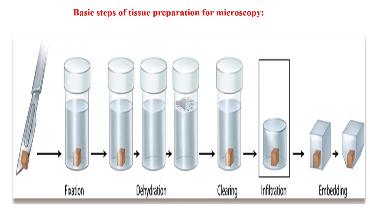 PMS-103 Introduction to histology and microscopes( A5) Methods of ...