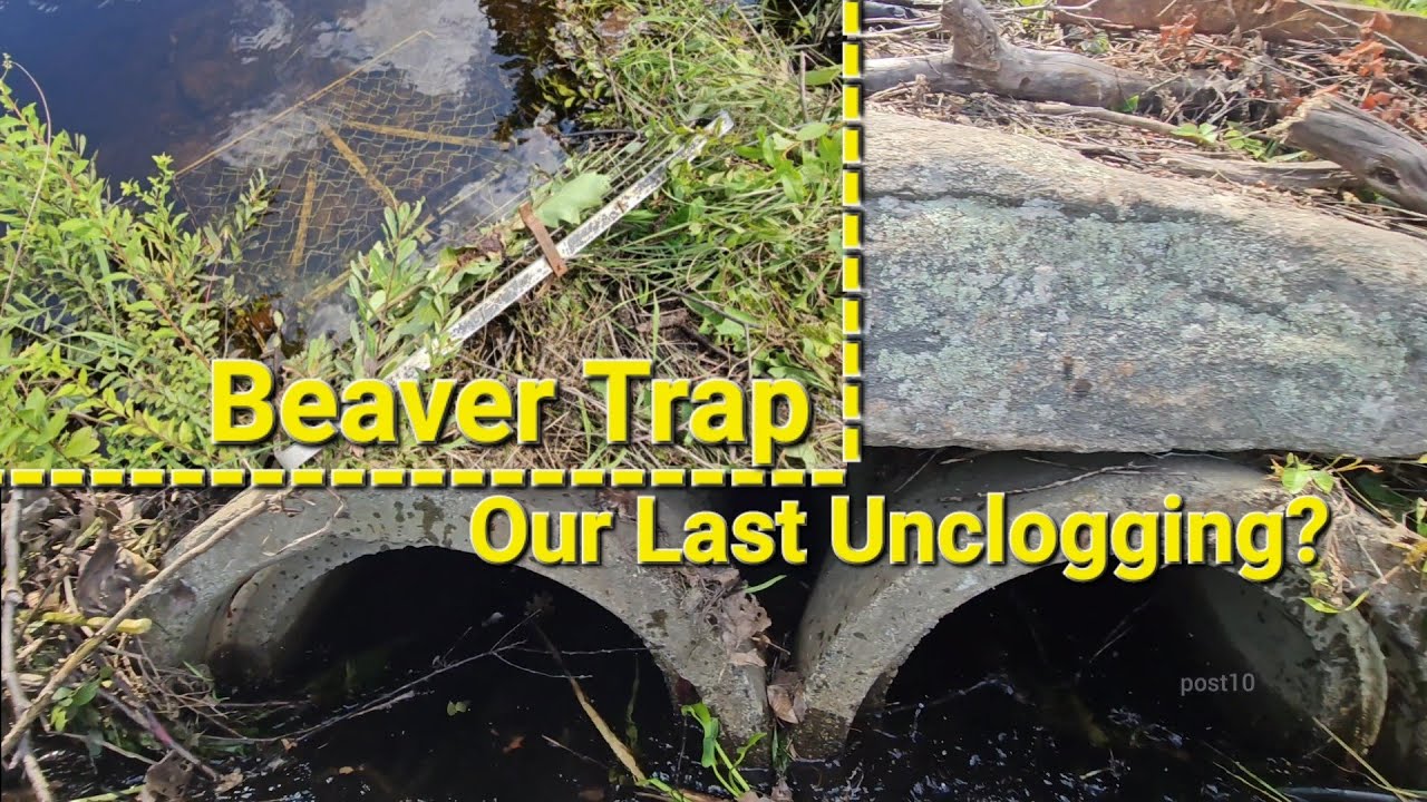 Unclogging Double Culverts At The Dry Hydrant. Massachusetts Lied About ...