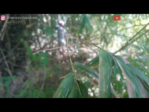 Jejak si Gering//part#2 masih mengenai produksi jamur jagung// Cara bikin atap tempat jamur