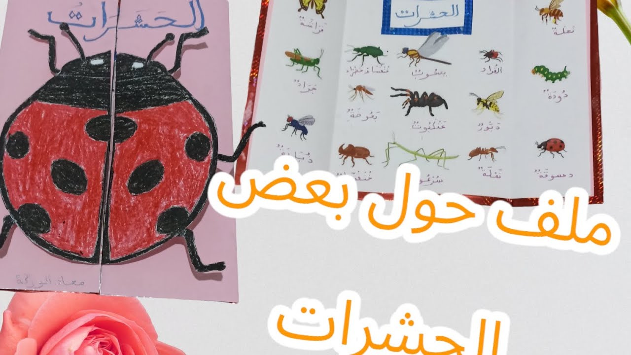 ملف حول الحشرات بالعربية les insectes #insects - YouTube