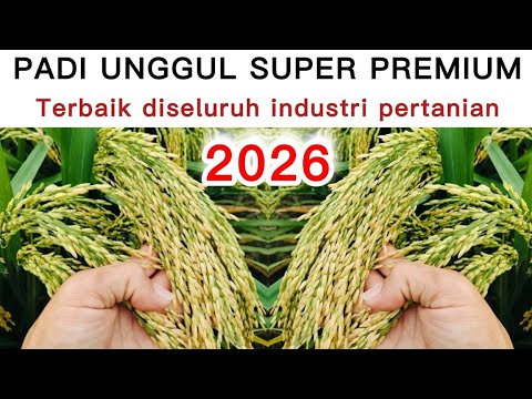 Varietas padi 2026 SUPER PREMIUM Terbaik Diseluruh Industri Pertanian yang akan mendatang