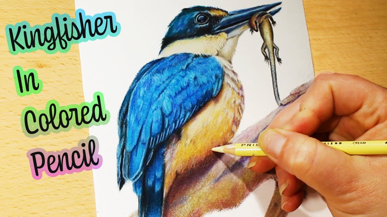 Realistic Kingfisher Bird in Colored Pencils/ Timelapse/ Speed draw ...