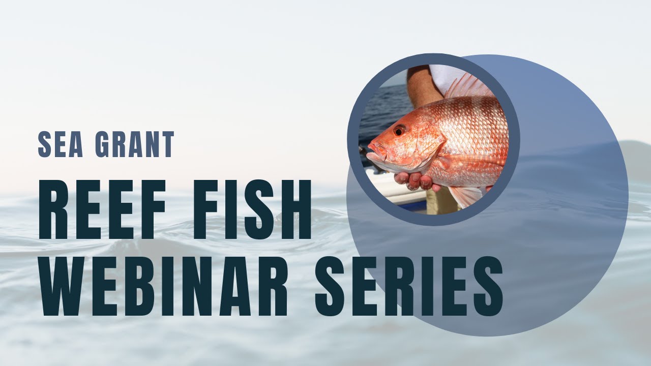 Sea Grant Reef Fish Webinar Series: The Greater Amberjack Count - YouTube