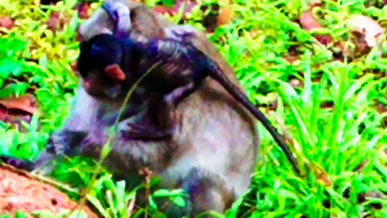 An adorable baby monkey's head is like a gecko hanging on mommy's ...
