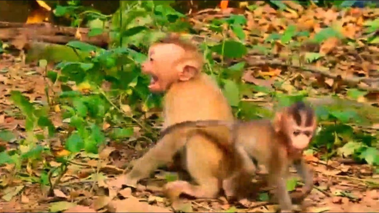 Oops, So terrifying Pixie monkey is so jealous rushing to attack &slap orphan BB Abby crying ...