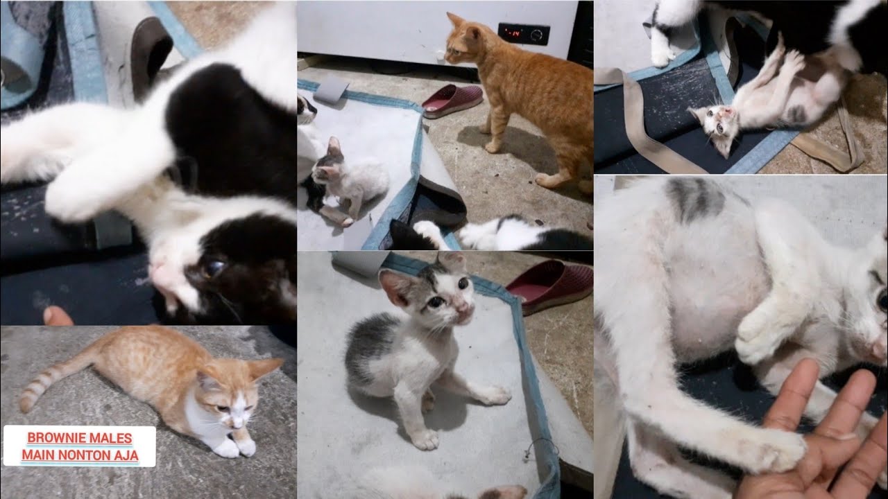 Menemani Kucing Bermain Itu Menyenangkan 🤗😽💖💙 - YouTube