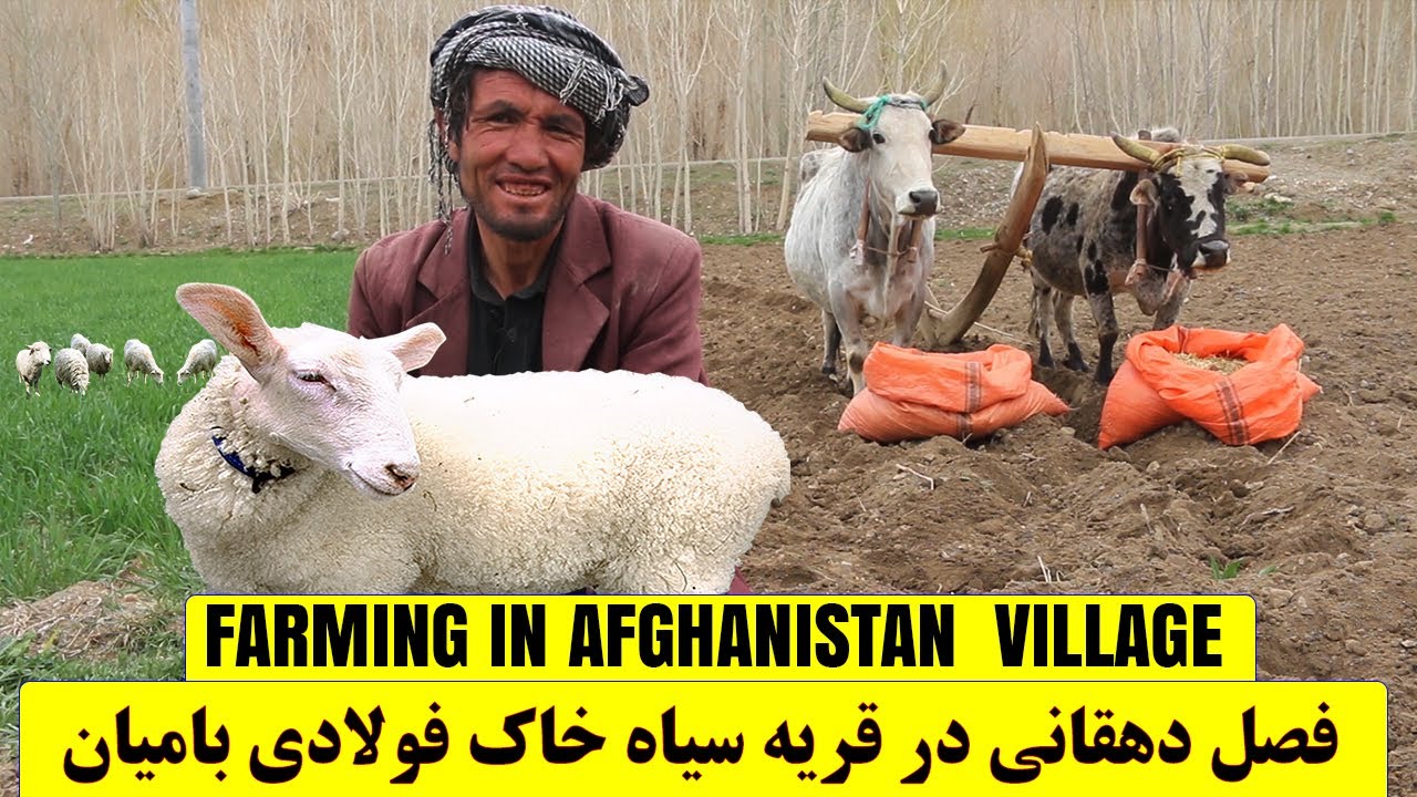 HOW AFGHANISTAN FARMS فصل دهقانی در قریه سیاه خاک فولادی بامیان ...
