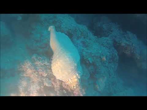 Mediterranean Triton's trumpet shell - YouTube