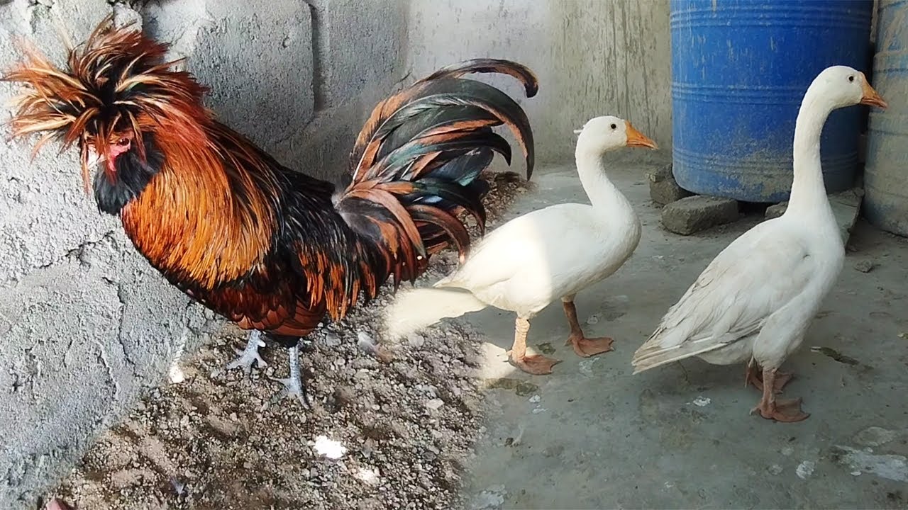 Fancy Hen Vlog - YouTube