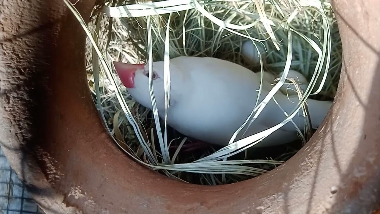 java sparrow hatching egg#javasparrow#short - YouTube