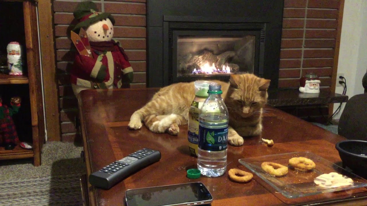 My cat eats onion rings!!! - YouTube