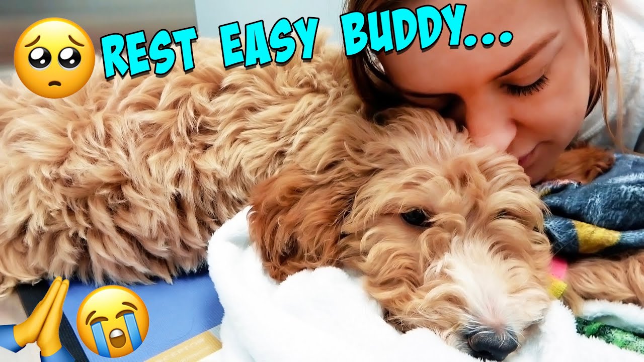 IT'S TIME TO SAY GOODBYE TO OUR PUPPY... you will be remembered - YouTube