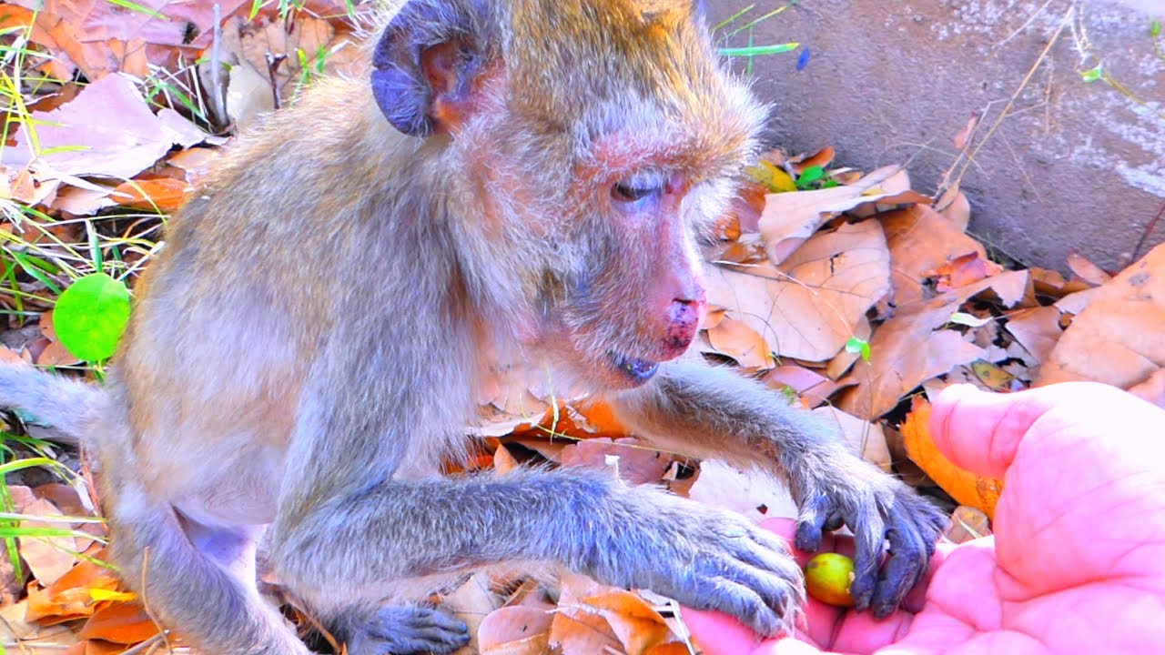 Give Food To Ppoor Monkey MALIKA YouTube give-food-to-ppoor-monkey-malika-youtube