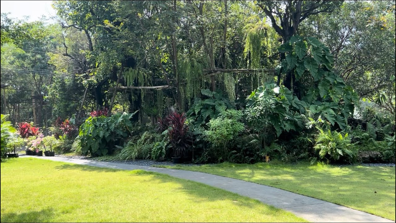 Triple Tree Cafe and Garden ☕️🍞#คาเฟ่ #shortvideo #shortsvideo - YouTube