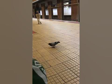 There’s a pigeon in the subway - YouTube