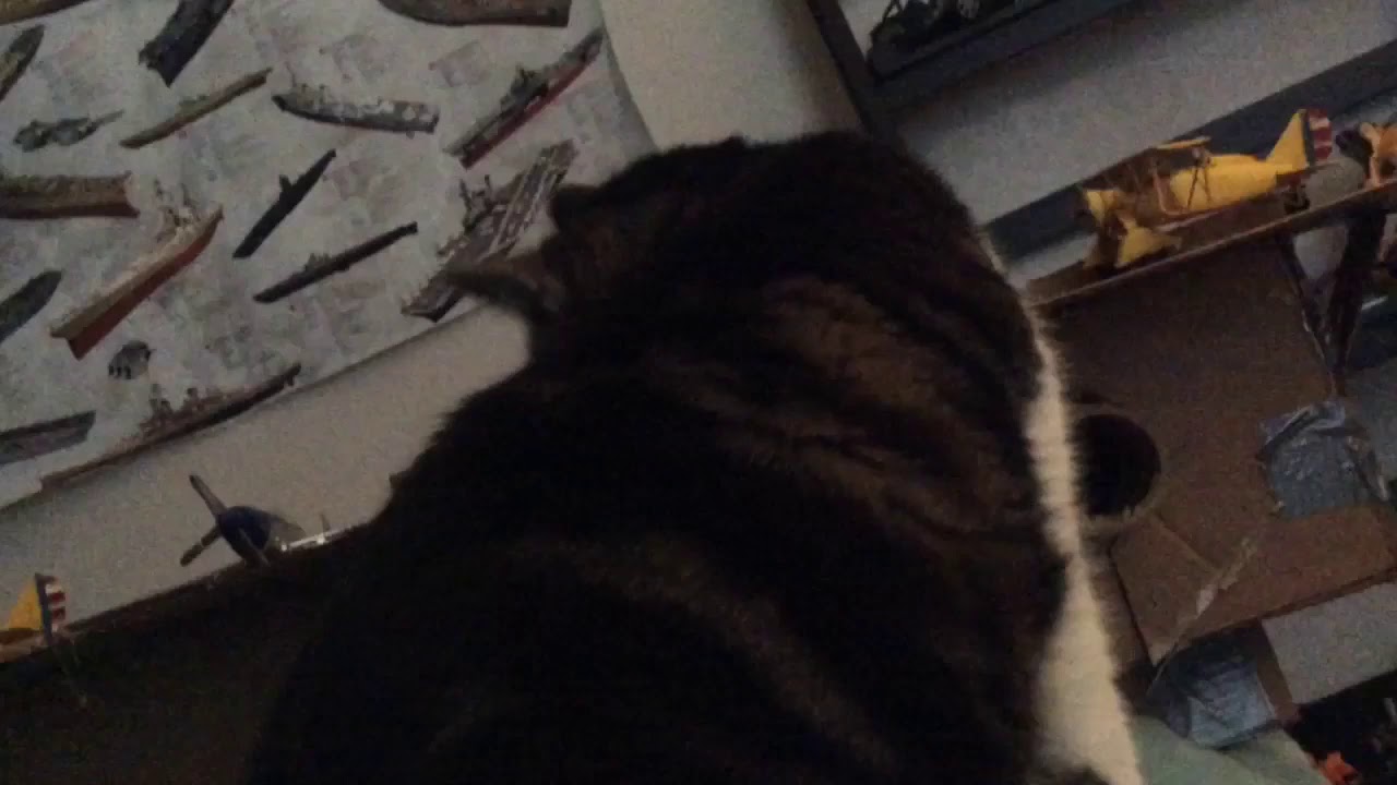 wen cat attacc - YouTube