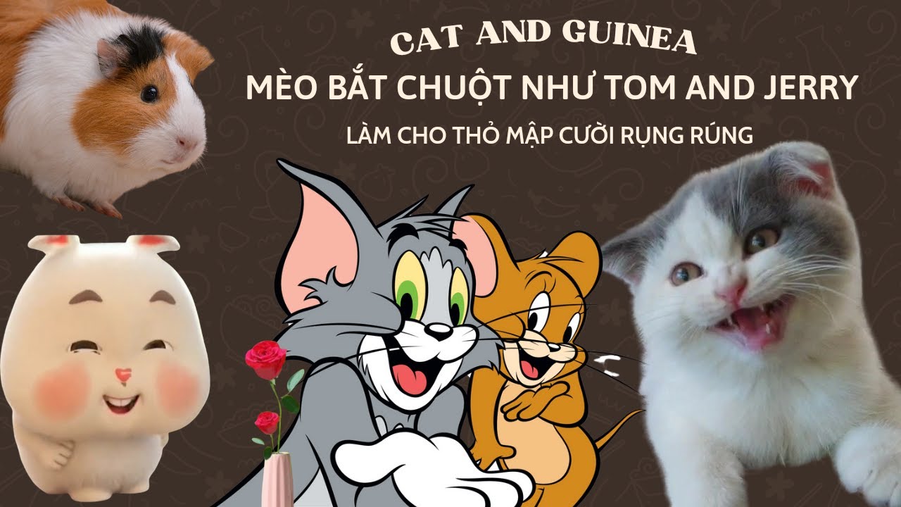 Mèo bắt chuột lang như tom and jerry làm thỏ mập cười rụng rúng - YouTube