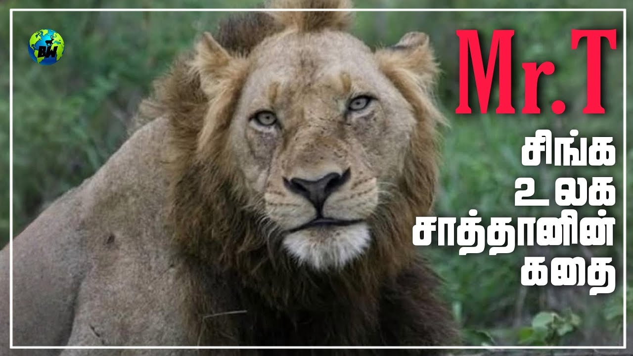 Mr.T | சிங்க உலக சாத்தானின் கதை | Kinky Tail | Mapogo coalition | Lions ...