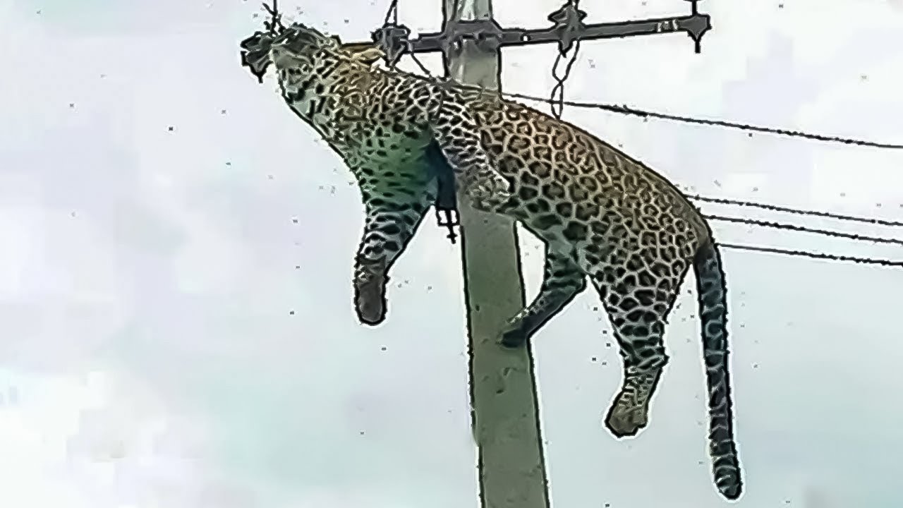 20 Insane Moments Animals Get Electrocuted - YouTube